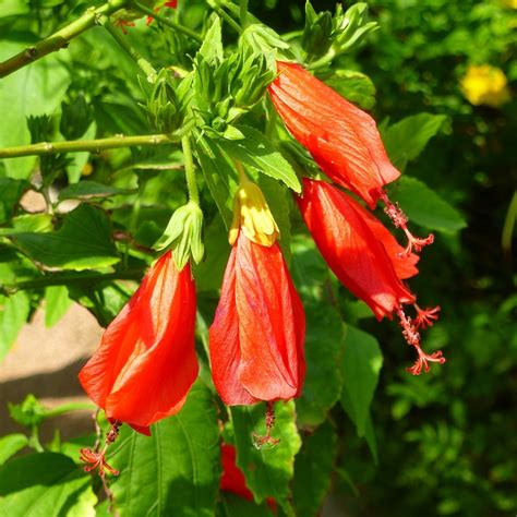 Giant Red Turks Cap Mexican Turks Cap Sleepy Mallow Sleepy