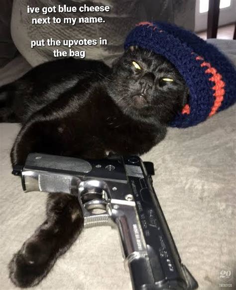 Gangsta Cat Meme