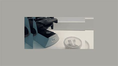 Creating Sustainable Packaging With Fungi Springwise