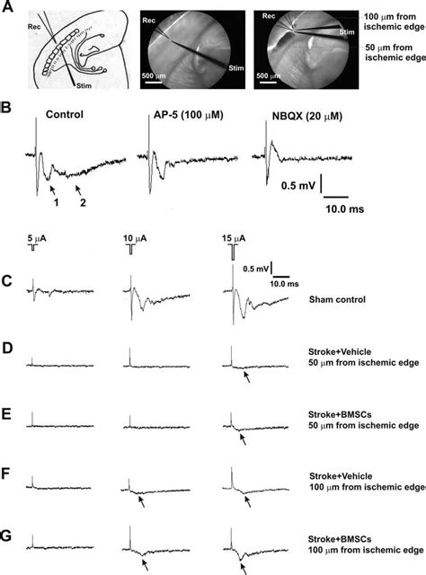 field potential recording of local circuit in the barrel cortex a