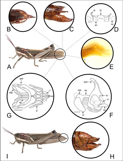 Zygoclistron Ruschii Silva N Sp A Male Holotype Habitus B