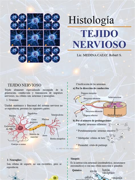 Tejido Nervioso Neuronas Y Neuroglias Pdf Sinapsis Neurona