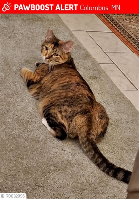 Columbus Mn Lost Female Cat Addy Is Missing Pawboost