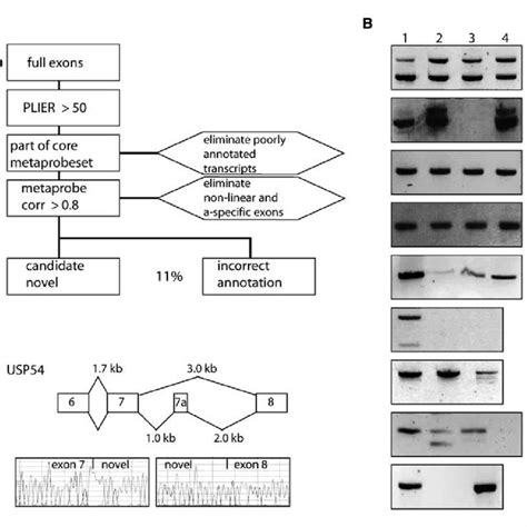 Identification Of Novel Exons By Exon Level Expression Profiling A Download Scientific