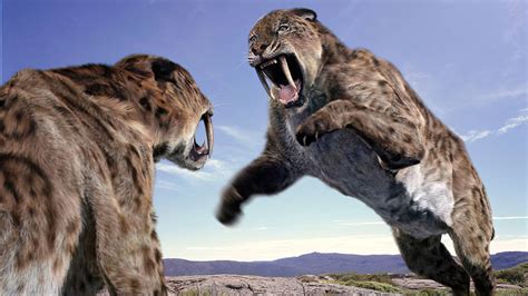 Upscaled Sabertooth Cats Wallpaper By Cameron Kiesser On Deviantart