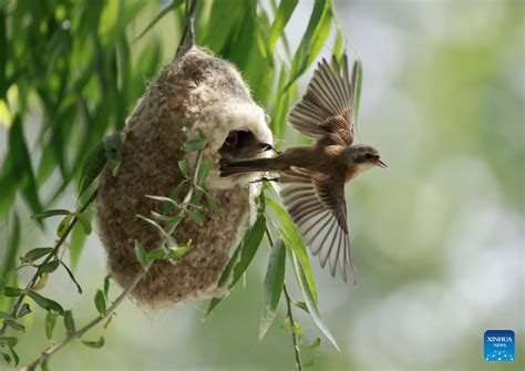 In Pics Chinese Penduline Tits In Tangshan Xinhua