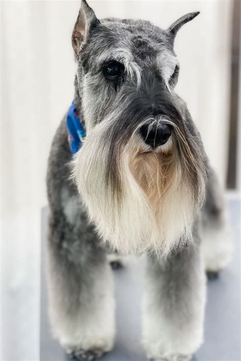 15 Cute Miniature Schnauzer Haircut With Pictures
