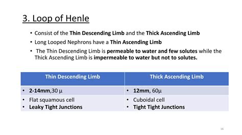 Histology Of Renal Tubule And Its Variation In Relation To Function Ppt