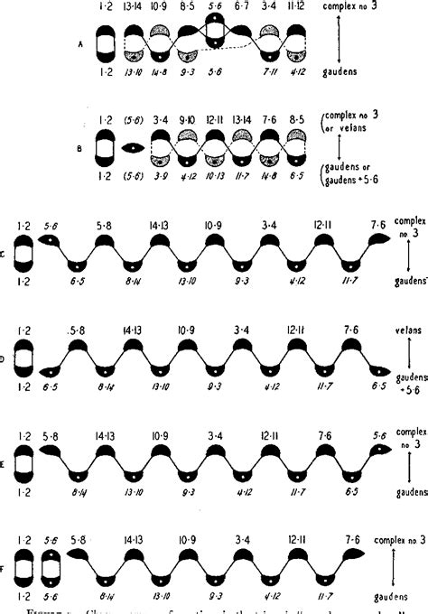 Figure 7 From The Trisomic Derivatives Of Oenothera Lamarckiana
