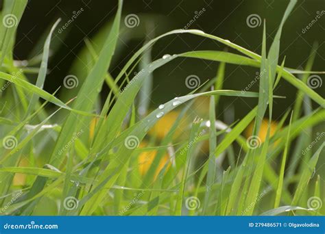 Couch Grass Leaves In Water Drops After Rain Stock Image Image Of