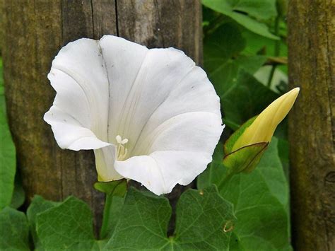White Morning Glory Flower White Morning Glory Rflowers