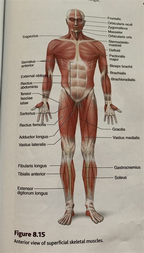 Major Skeletal Muscles Diagram Quizlet