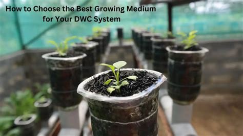 Dwc System How To Choose The Best Growing Medium South Elmonte Hydroponics