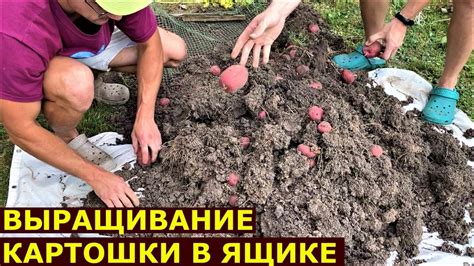 Картофель рос в ящиках Шарвари пирошка и Скарб Youtube