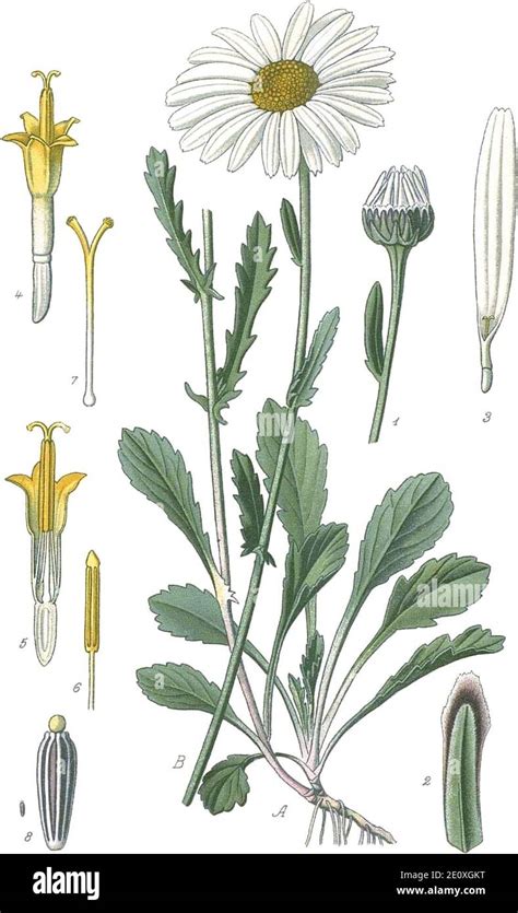 Planche 1 2 Cut Out Stock Images And Pictures Alamy