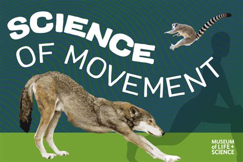Science Of Movement Museum Of Life And Science