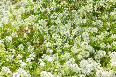 Lobuliarija Kvepianti Medumi Ir žavinti Subtiliu Grožiu