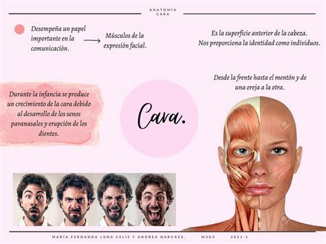 Anatomía De La Cara Anatomía Facial Saber Y Conocer Más Sobre