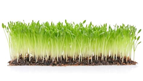 Premium Photo Green Young Grass Sprouts Isolated On White Background