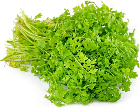 Peppercress Information And Facts