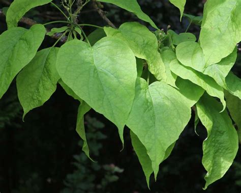 Catalpa Bignonioides Gardensonline