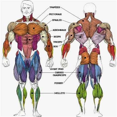 Image Muscle Corps Humain Nom Des Muscles Corps Humain Jqczc