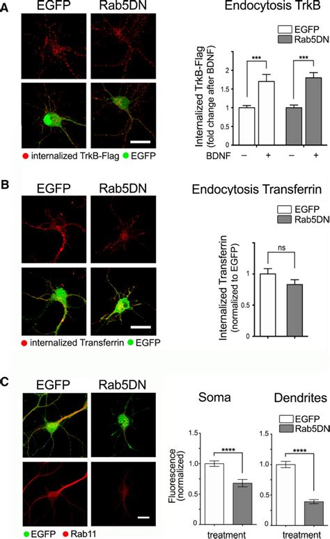 The Rab5 Rab11 Endosomal Pathway Is Required For Bdnf Induced Creb