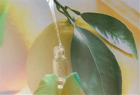 人间四月天里的浓郁芬芳——柚树 知乎