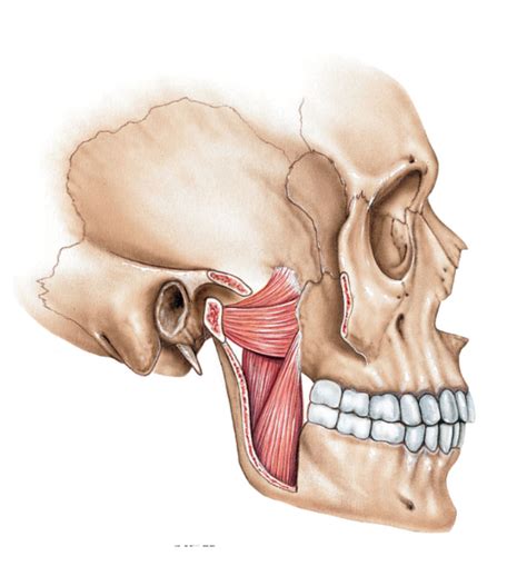 Pterygoids Diagram Quizlet