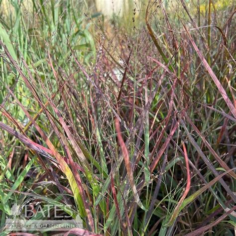 1 Grass Panicum Virg Hot Rodswitch
