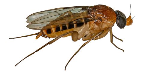 Phorid Fly Rockwell Labs Ltd