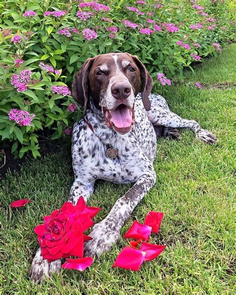 German Shepherd Pointer Mix Info Pictures Traits And Facts