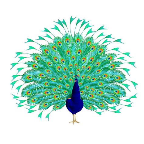 Peacock Background Vector Stock Illustrations 21 370 Peacock Background Vector Stock