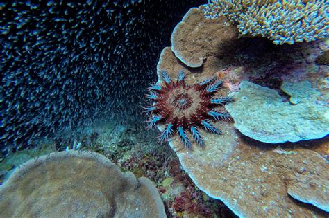 Less Cots More Corals Mirage News
