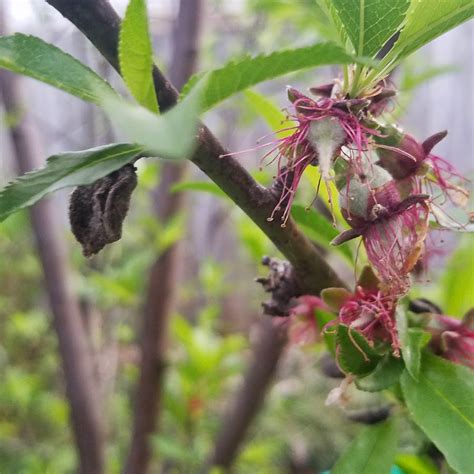 The Pixie Garden Youtube