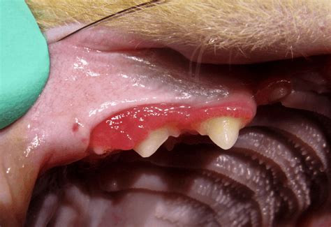 Hyperplastic Feline Juvenile Gingivitis