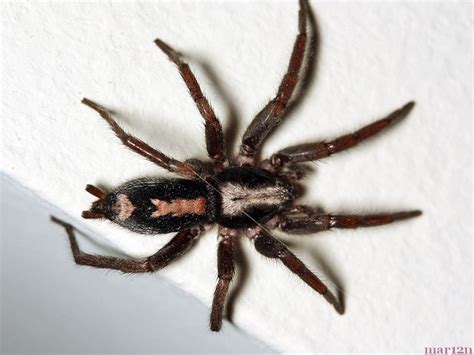 Eastern Parson Spider Herpyllus Ecclesiasticus North American