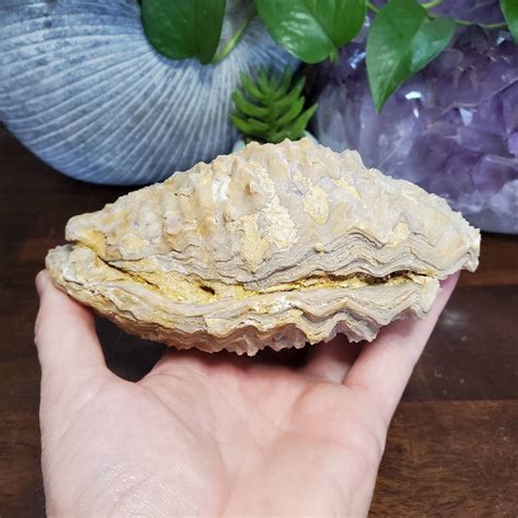 Large Oyster Shell Fossil Fossilized Lopha Oyster Shell Etsy