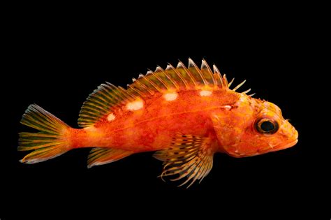 Yellowbarred Red Rockfish Sebastiscus Albofasciatus Joel Sartore