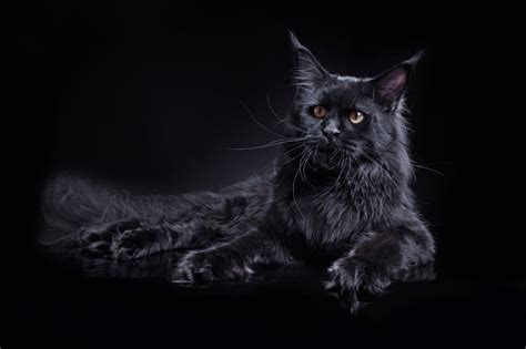 Пин на доске cats