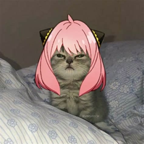 Cat Anya Anime Kitten Cute Cat  Anime Cat