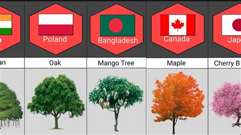 National Trees From Different Countries Youtube