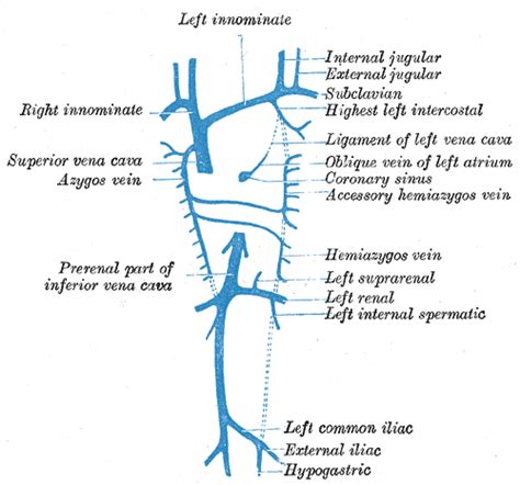View Of Azygos Vein Cannulation Recognition Is Vital For Preventing