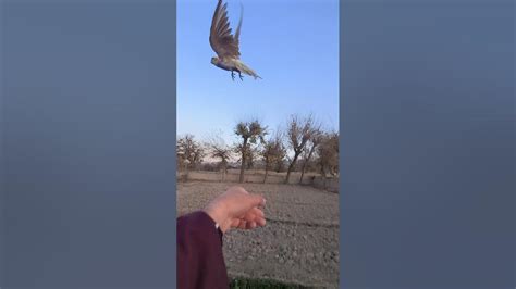 میرا پیارا طوطا Youtube