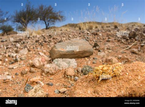 A Tiny And Bizarre Looking Pamphagidae Grasshopper In Namaqualand