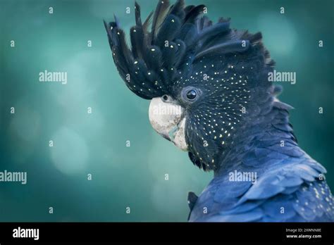 Close Up Profile Portrait Of A Wild Red Tailed Black Cockatoo
