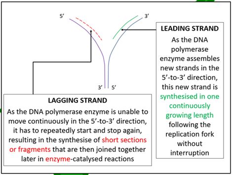 Semi Conservative Dna Replication Ocr A Level Biology Teaching