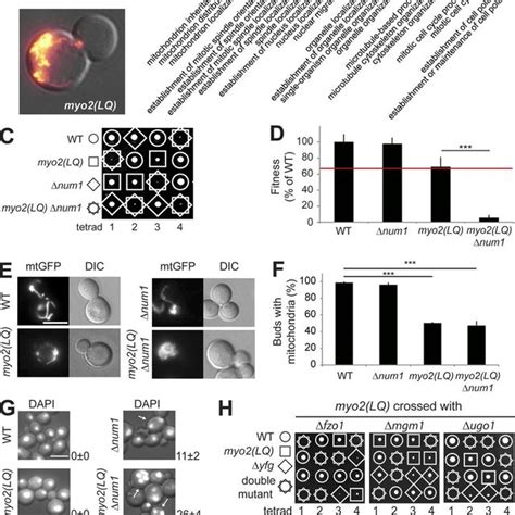 Mitochondrial Inheritance Defects Of Fragmented Mitochondria A And B