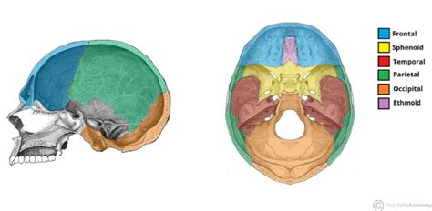 Cranium Bones Anatomy Quiz Test Quiz And Trivia