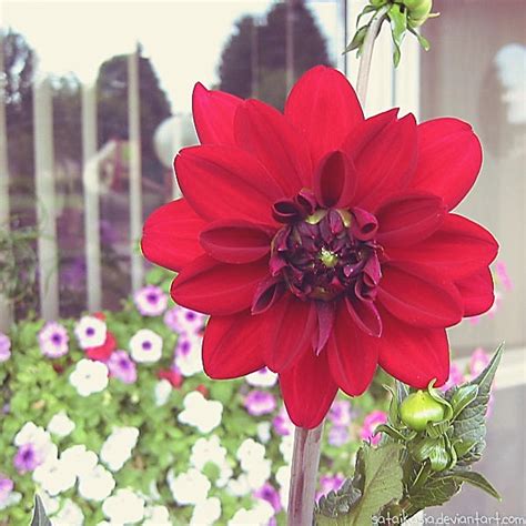 Red Flower By Sataikasia On Deviantart